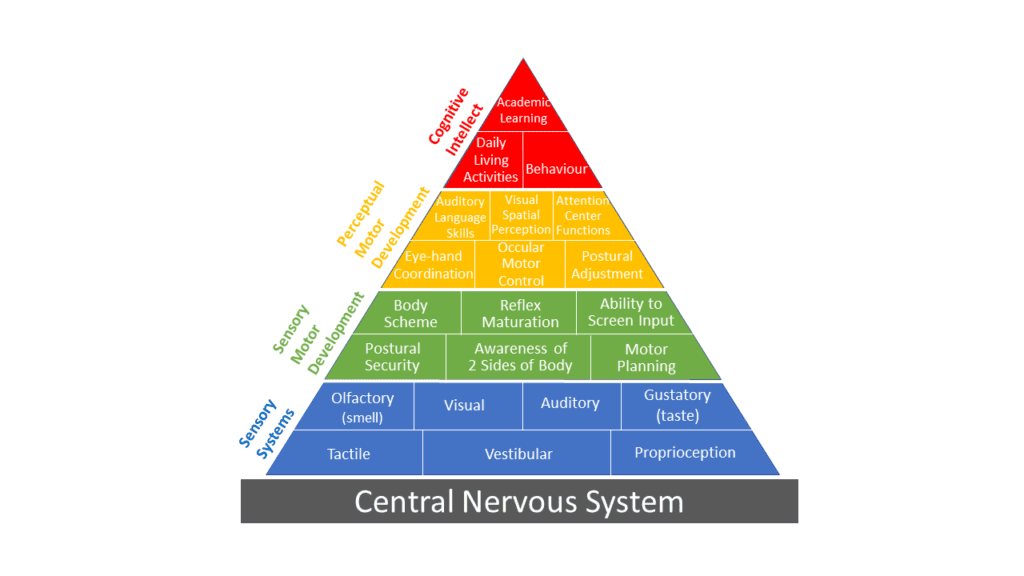 Occupational Therapy - Little Tesla